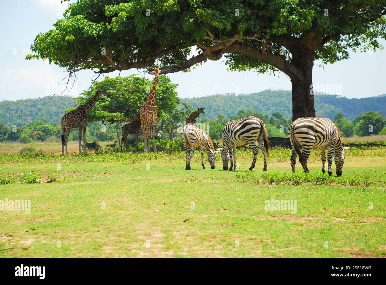 Herd of zebra in the wild - Philippines, Coron Island Stock Photo - Alamy