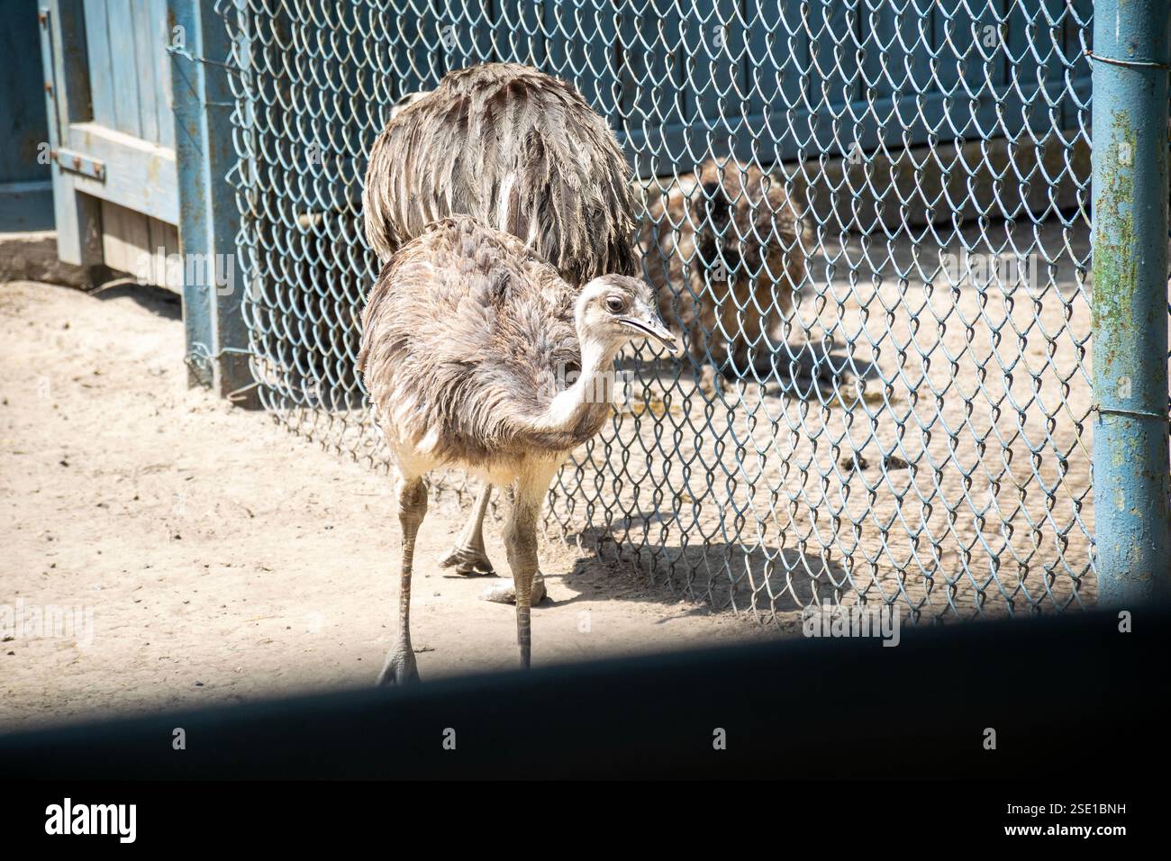 baby ostrich in the zoo, small gray color Stock Photo - Alamy