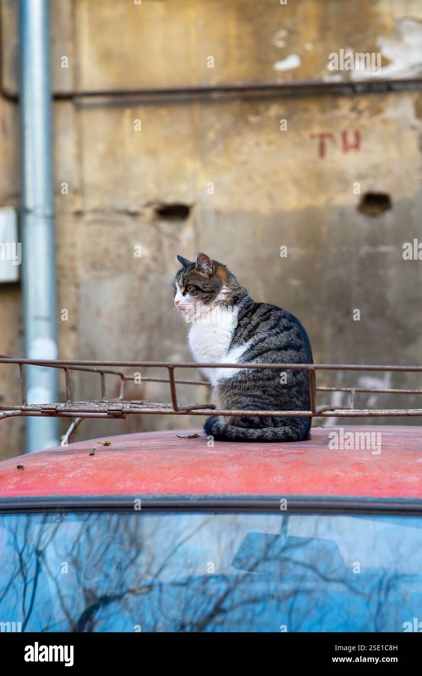 A cat sitting on top of a metal rail Stock Photo - Alamy
