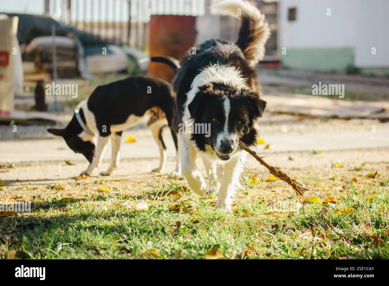 Border collie and small black and white dog playing together outdoors ...