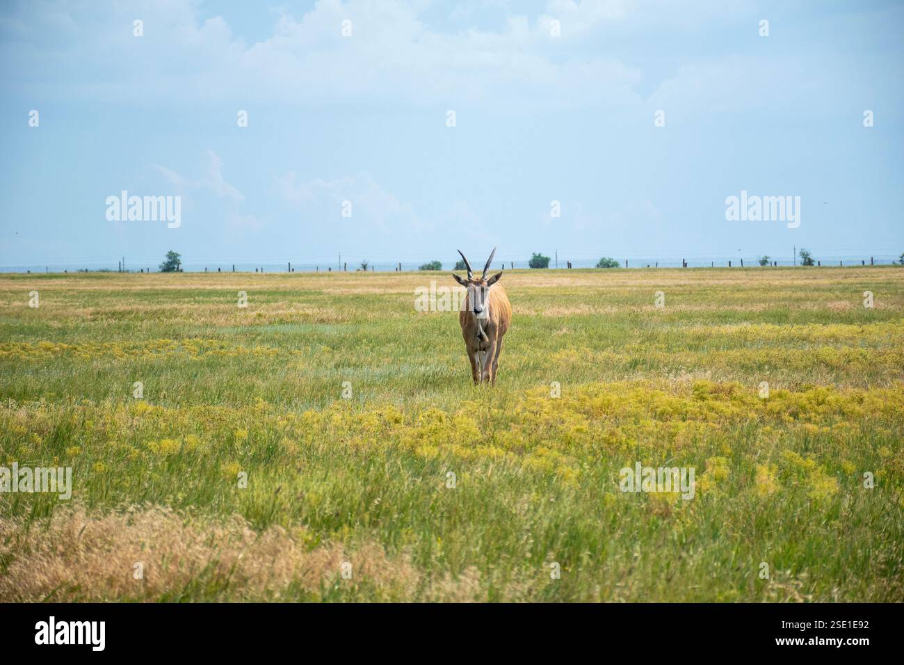 Animal on the field, A beige antelope with large long horns Stock Photo ...