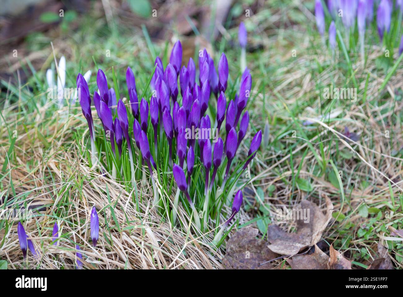 purple Crocus growing through grass Stock Photo - Alamy
