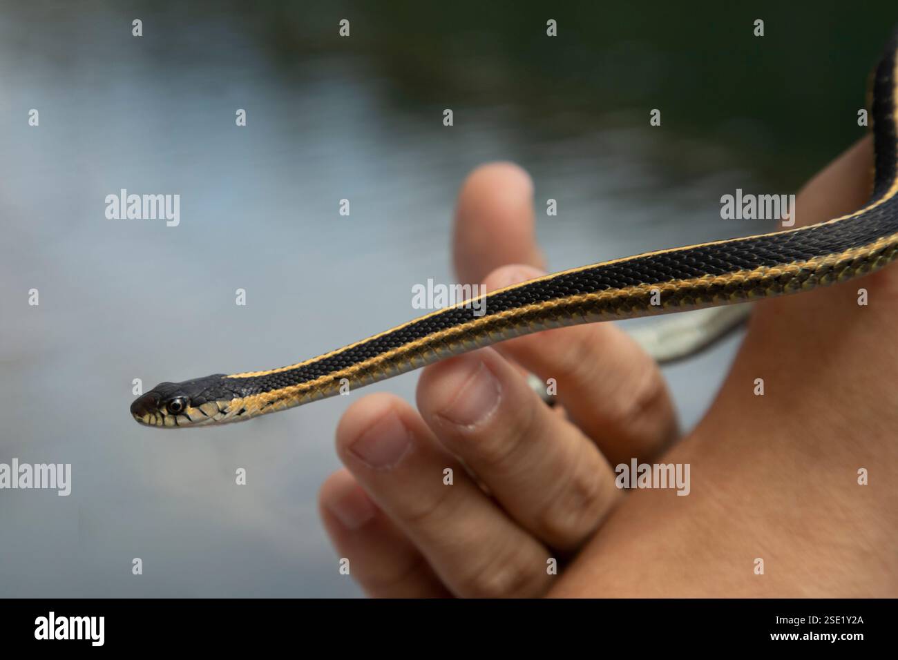 Close-up of a Western Terrestrial Garter Snake (Thamnophis elegans) in ...
