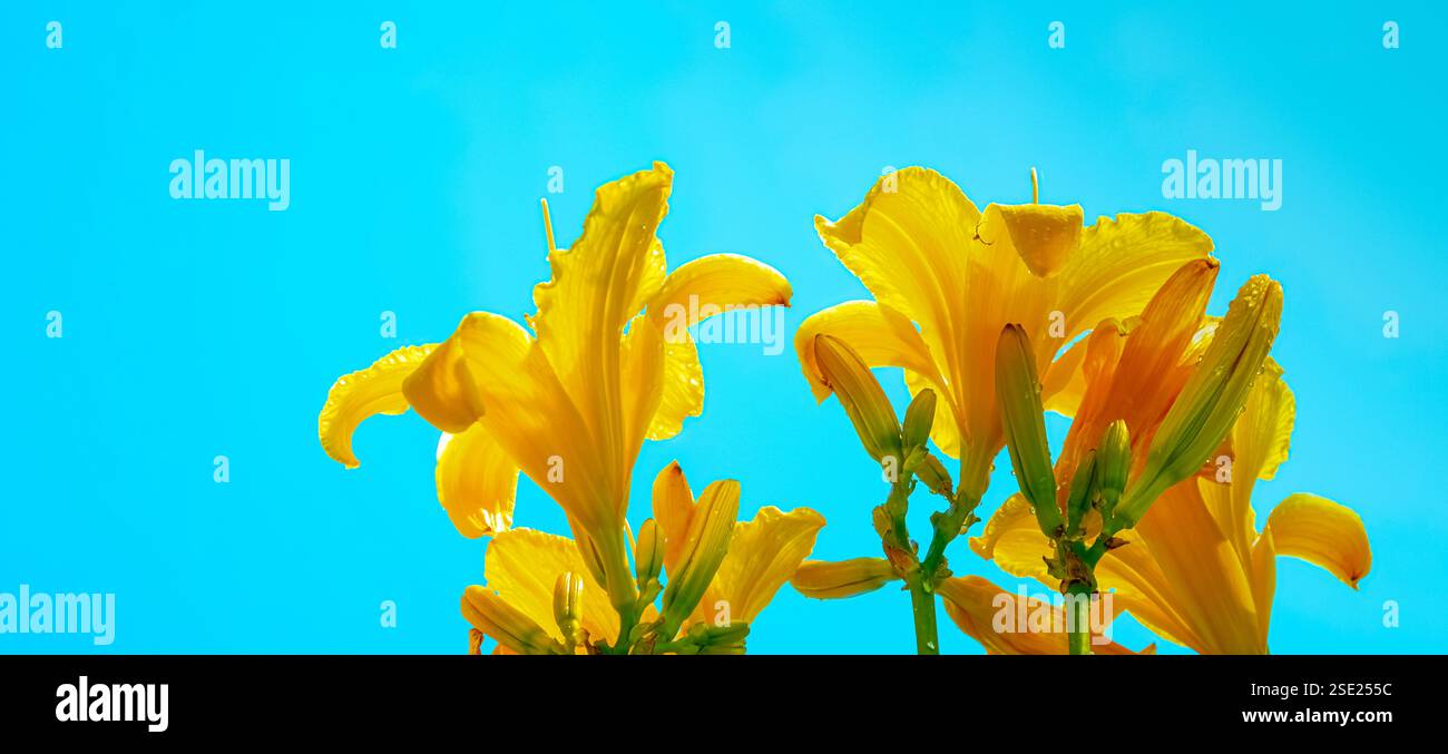 Bright yellow flowers lily with abstract distortion of reflection in ...