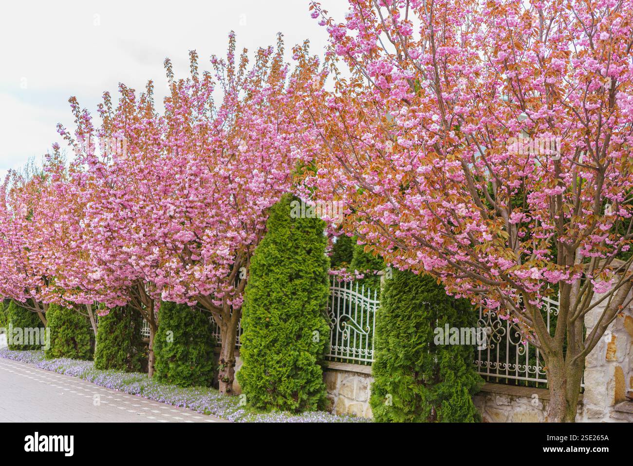 Cherry blossom, sakura trees with vibrant pink flowers and lush green ...