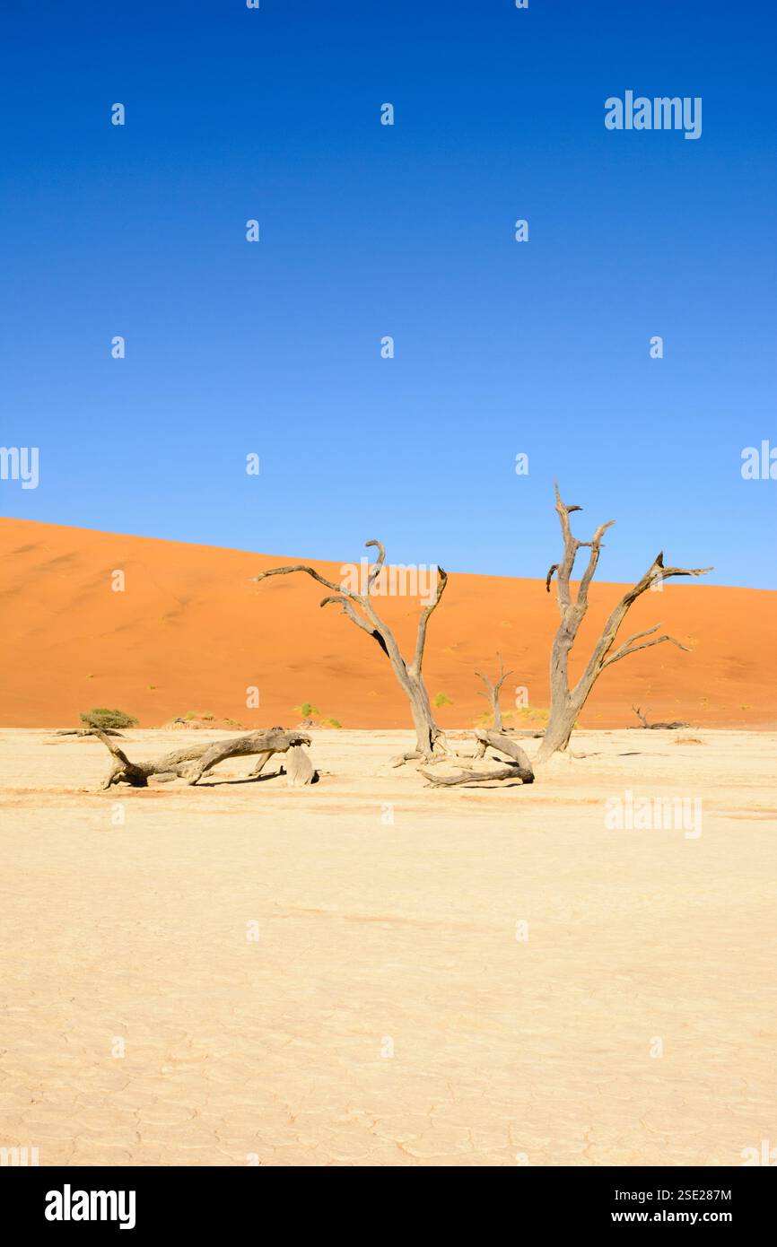 Dead Acacia trees and giant sand dunes at Dead Vlei, near Sossusvlei ...