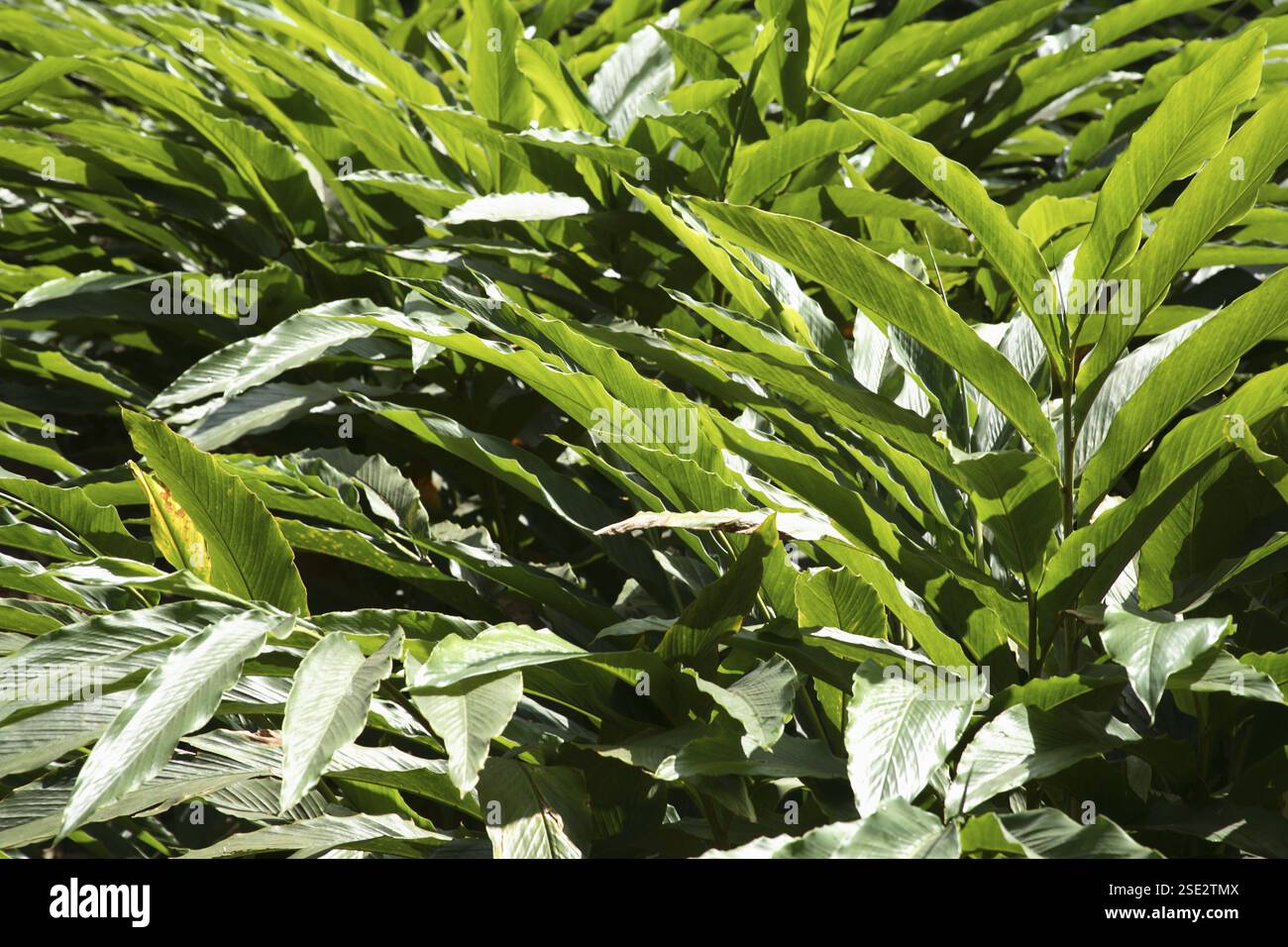 Spices, mouth freshener and ayurvedic medicine Cardamom plants ...