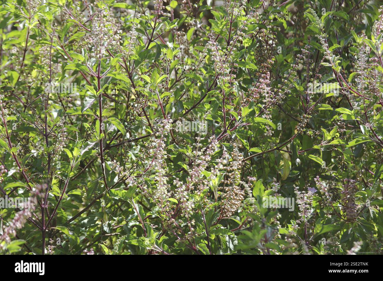 Plant, Tulsi or Holy Basil Ocimum sanctum, Ayurvedic Medicinal Plant ...