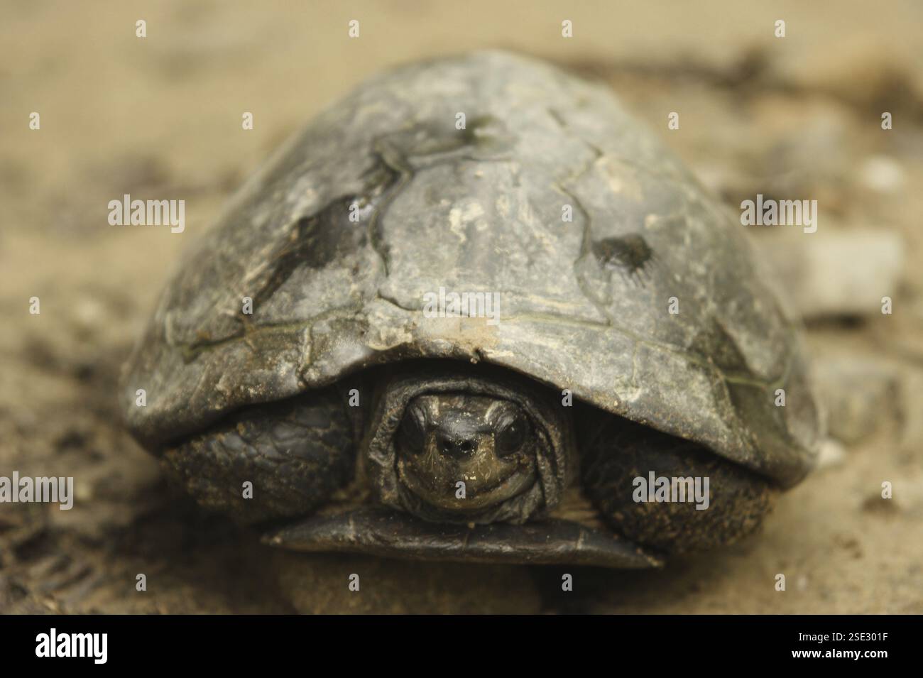 Turtle, Corbett Tiger Reserve, Uttaranchal, India, Asia Stock Photo - Alamy