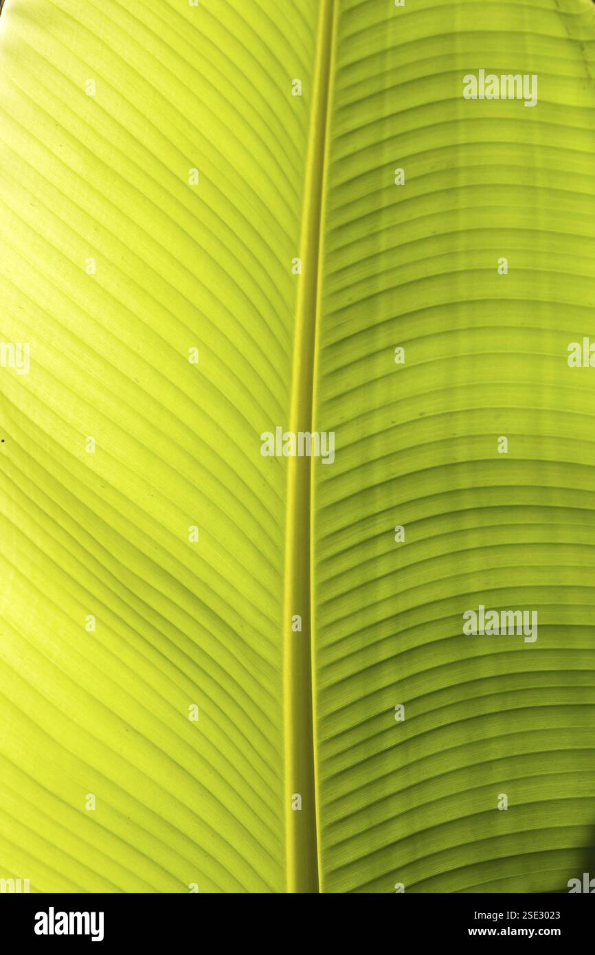 Green banana leaf, India, Asia Stock Photo - Alamy