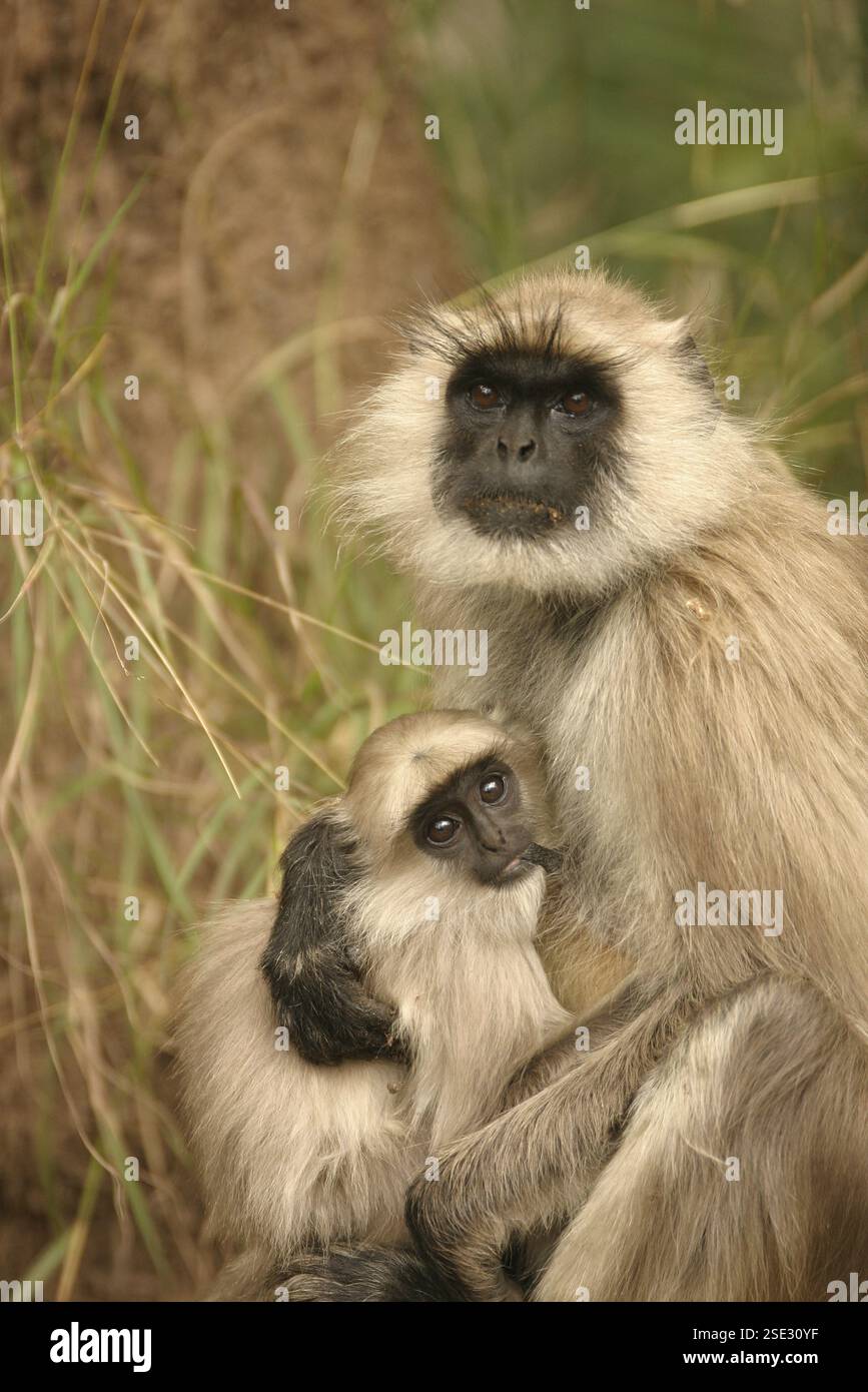 Common Langurs Presbytis entellus baby sucking mother, Sariska Tiger ...