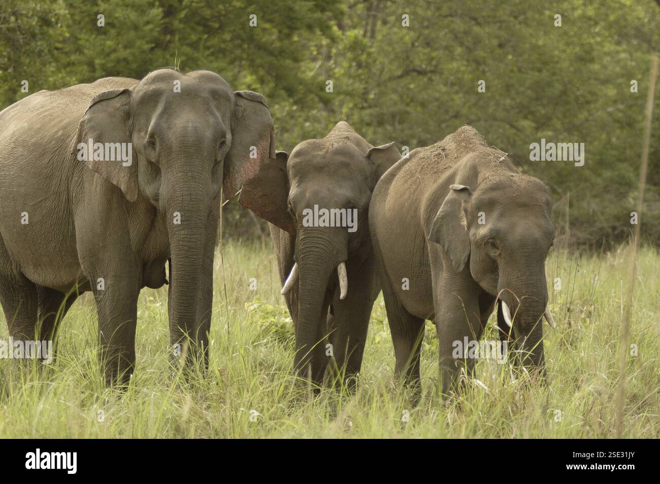 Three Asiatic Elephants Tusker Elephas maximus, Corbett Tiger Reserve ...