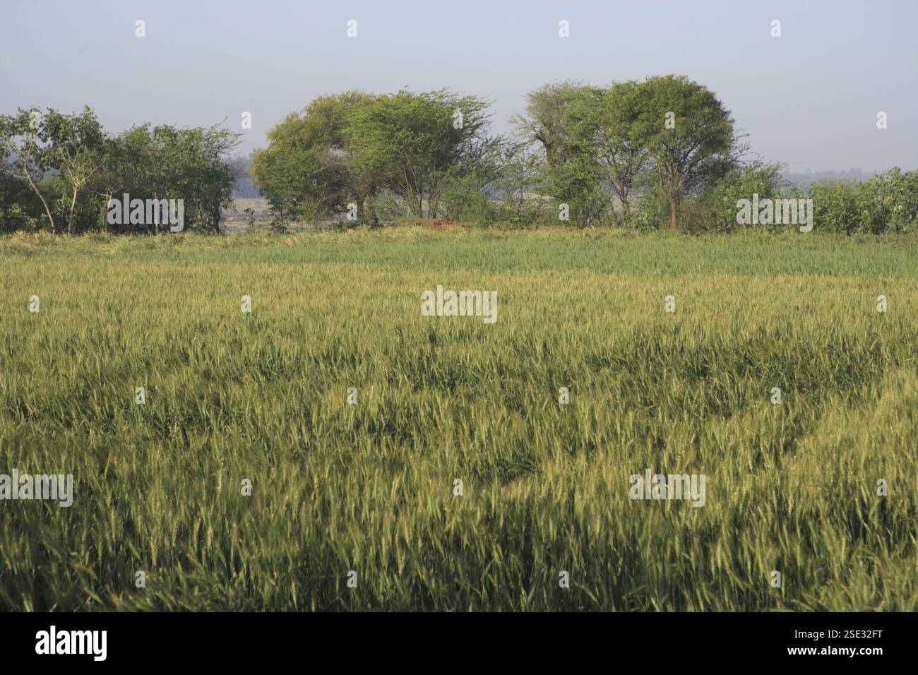 Wheat crops in field, Agra, Uttar Pradesh, India, Asia Stock Photo - Alamy