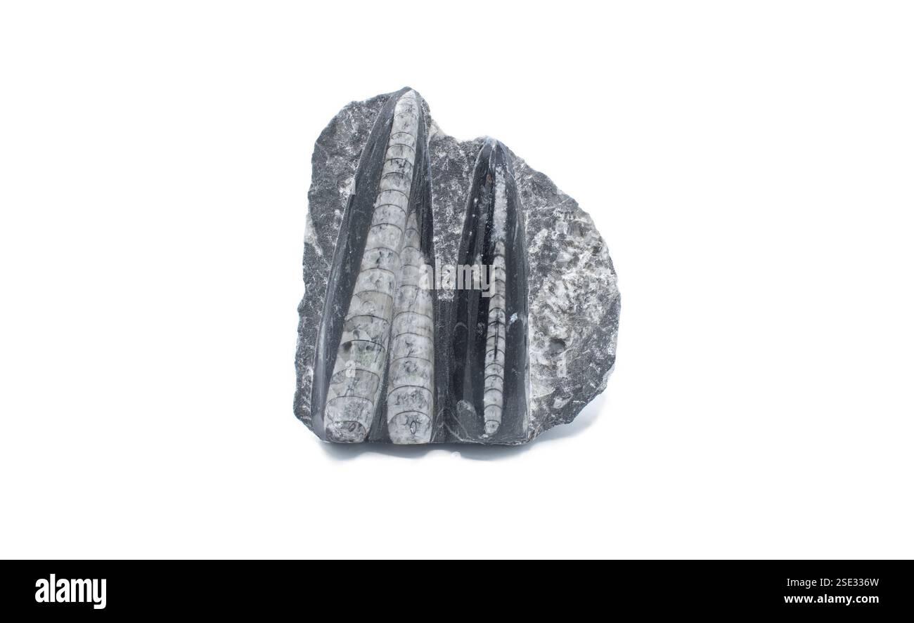 Orthoceras nautilus fossil is a genus of extinct nautiloid cephalopod ...