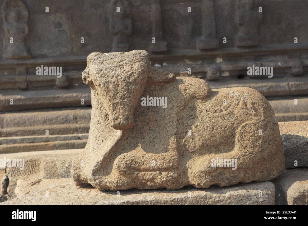 Nandi statues at Shore temple complex, Mahabalipuram, District ...