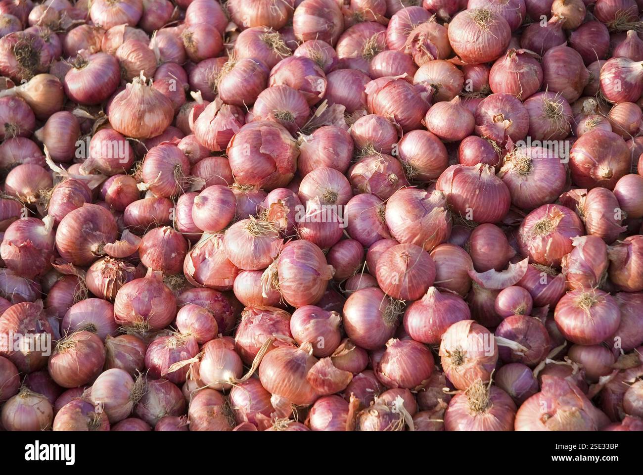 Pile of red skinned onions allium cepa Stock Photo - Alamy