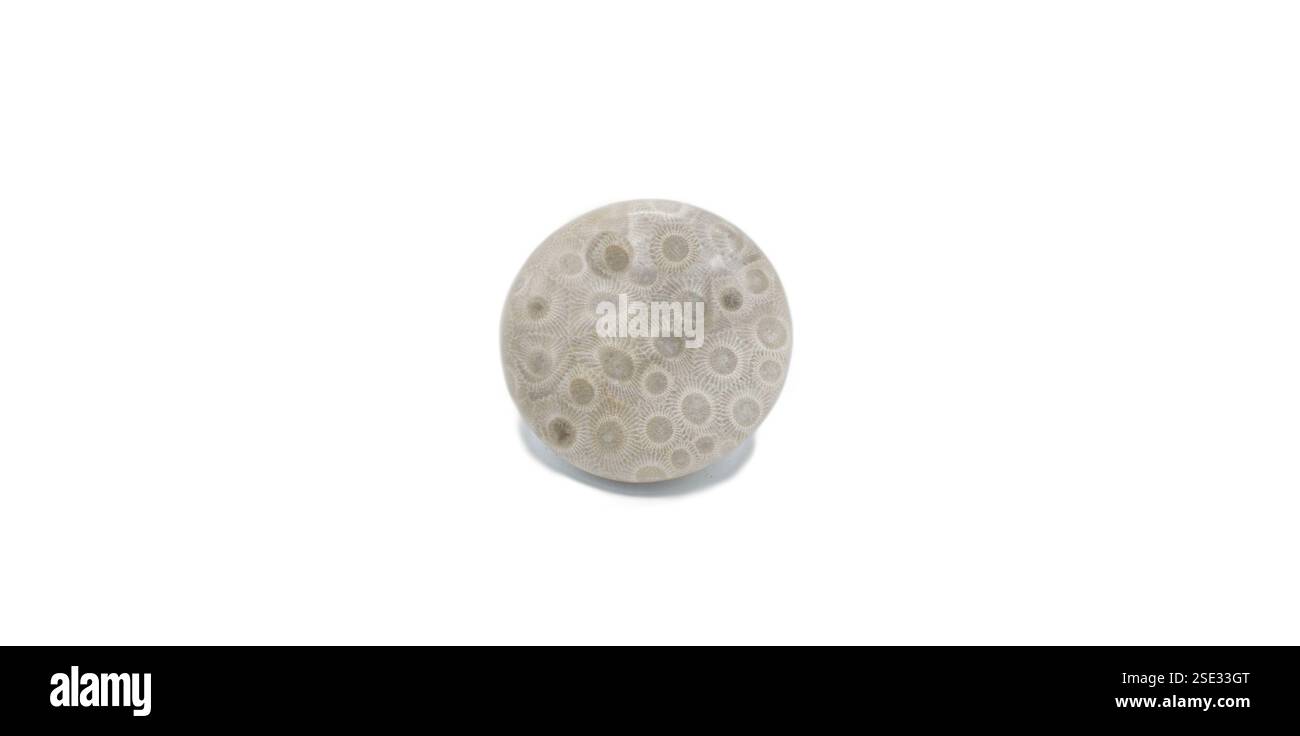 polished Petoskey stone is a rock and fossil, composed of a fossilized ...