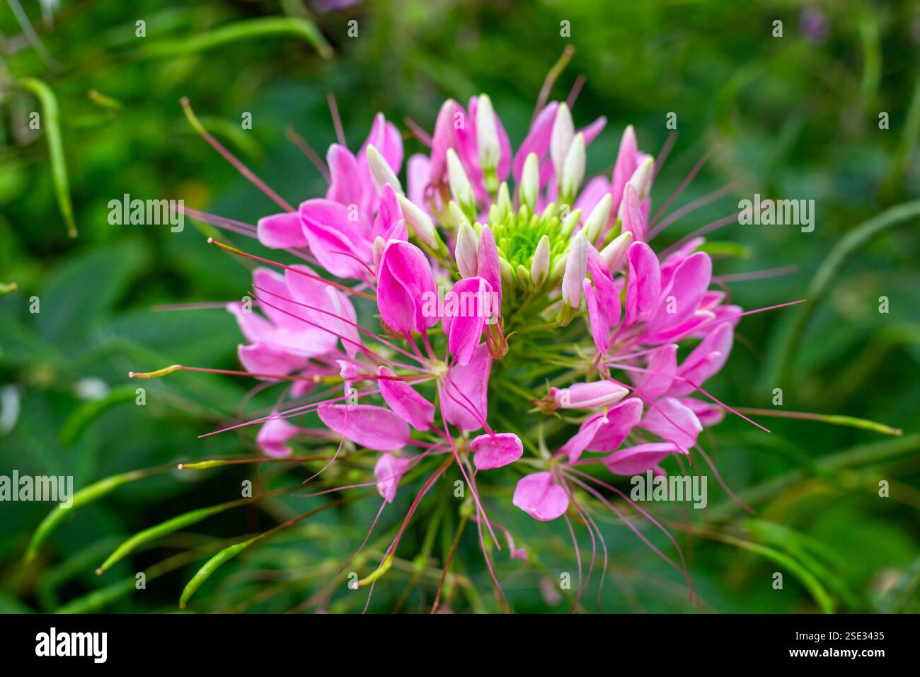 Pink blooming cleome. Tropical flowers with lush blooms and leaves ...