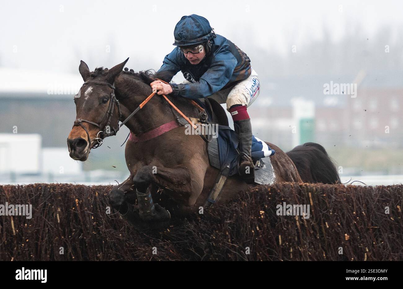 Djelo horse hi-res stock photography and images - Alamy