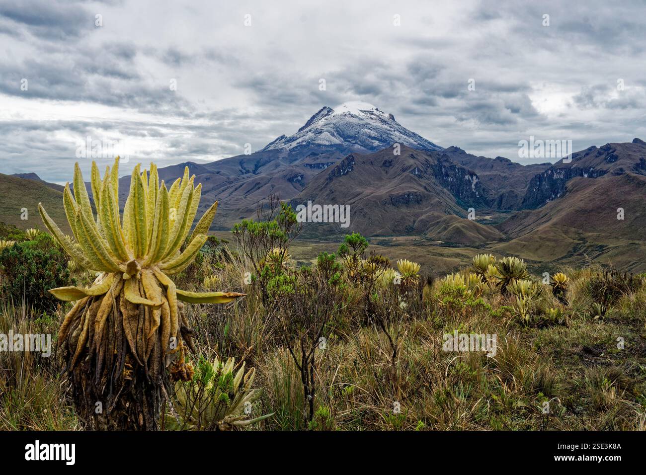 Paramo landscape in the colombian andes in front of Nevado Tolima ...