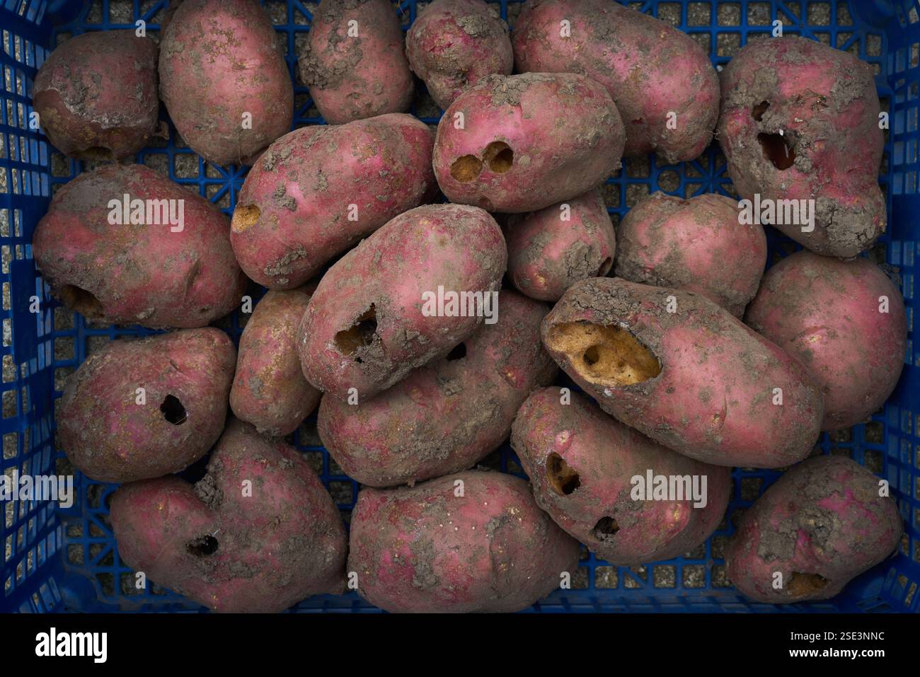 Slug damaged potatoes hi-res stock photography and images - Alamy