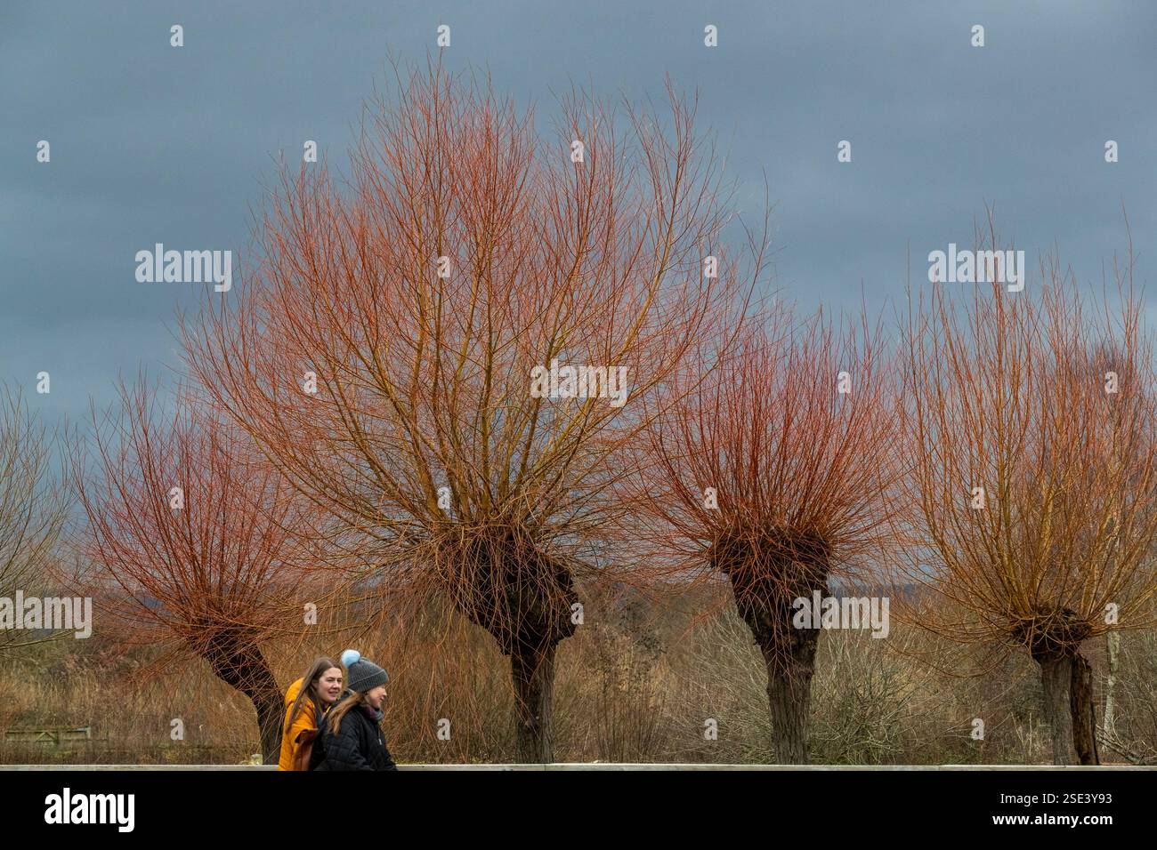 Pollarded Willow trees, Slimbridge Feb Stock Photo - Alamy