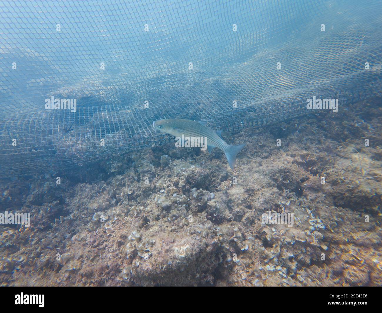 Flathead grey mullet (Mugil cephalus) trapped in fishing net ...