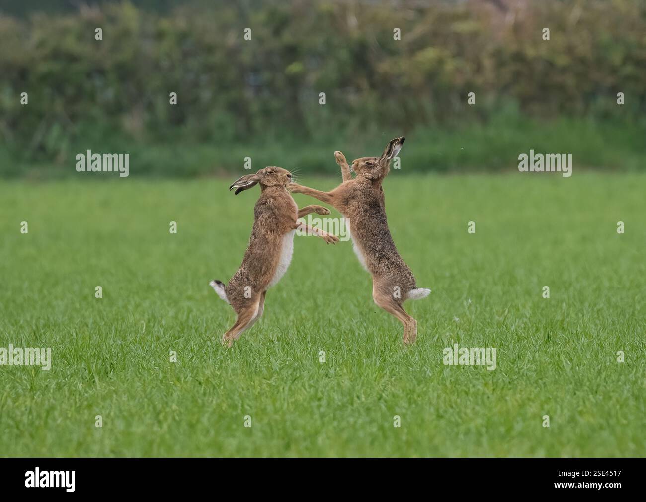 Mad March Hares. A pair of Classic Boxing Hares,. Male & Female having ...