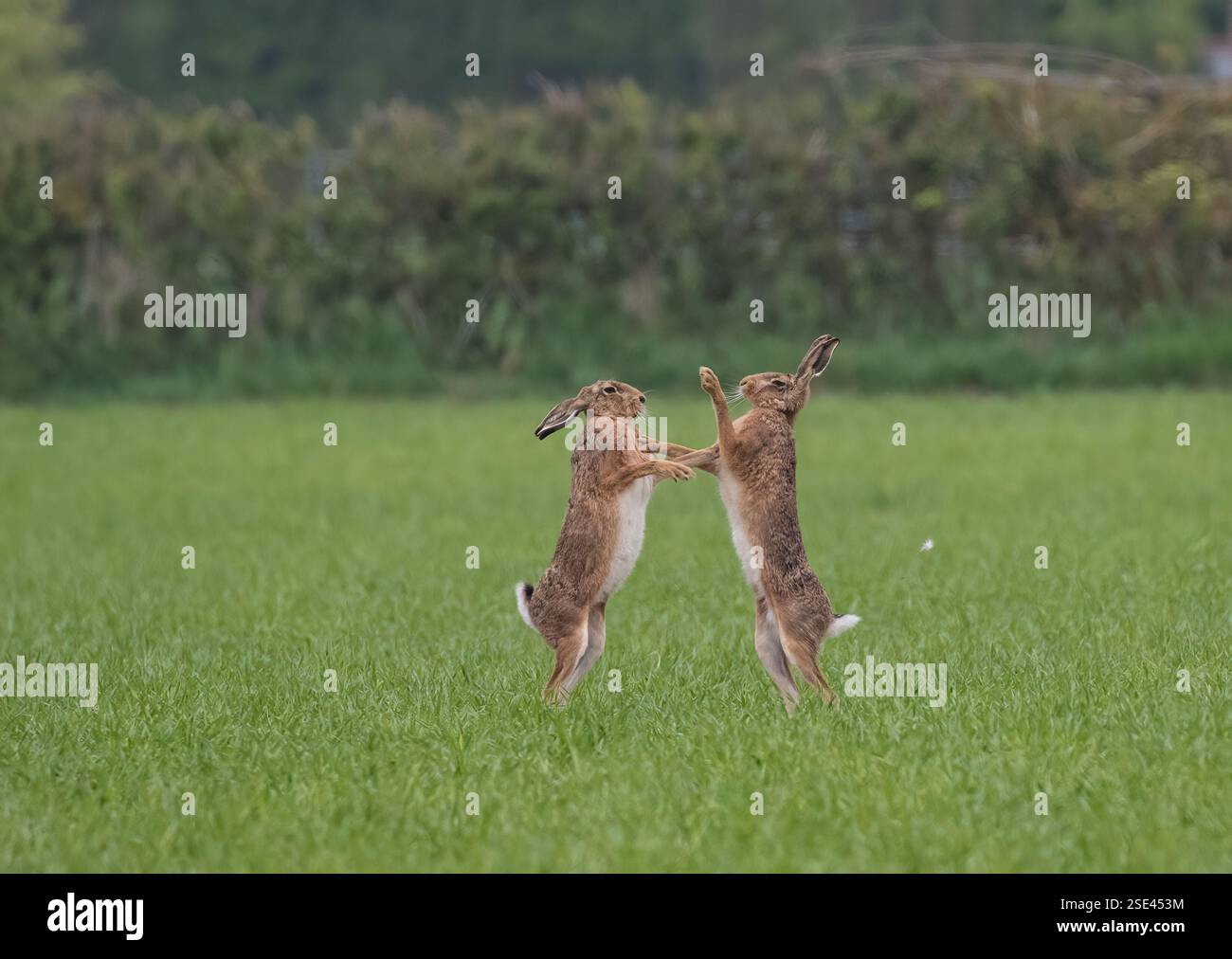 Mad March Hares. A pair of Classic Boxing Hares,. Male & Female having ...