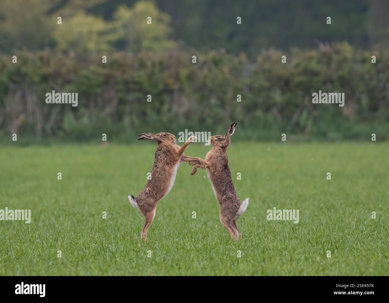 Mad March Hares. A pair of Classic Boxing Hares,. Male & Female having ...