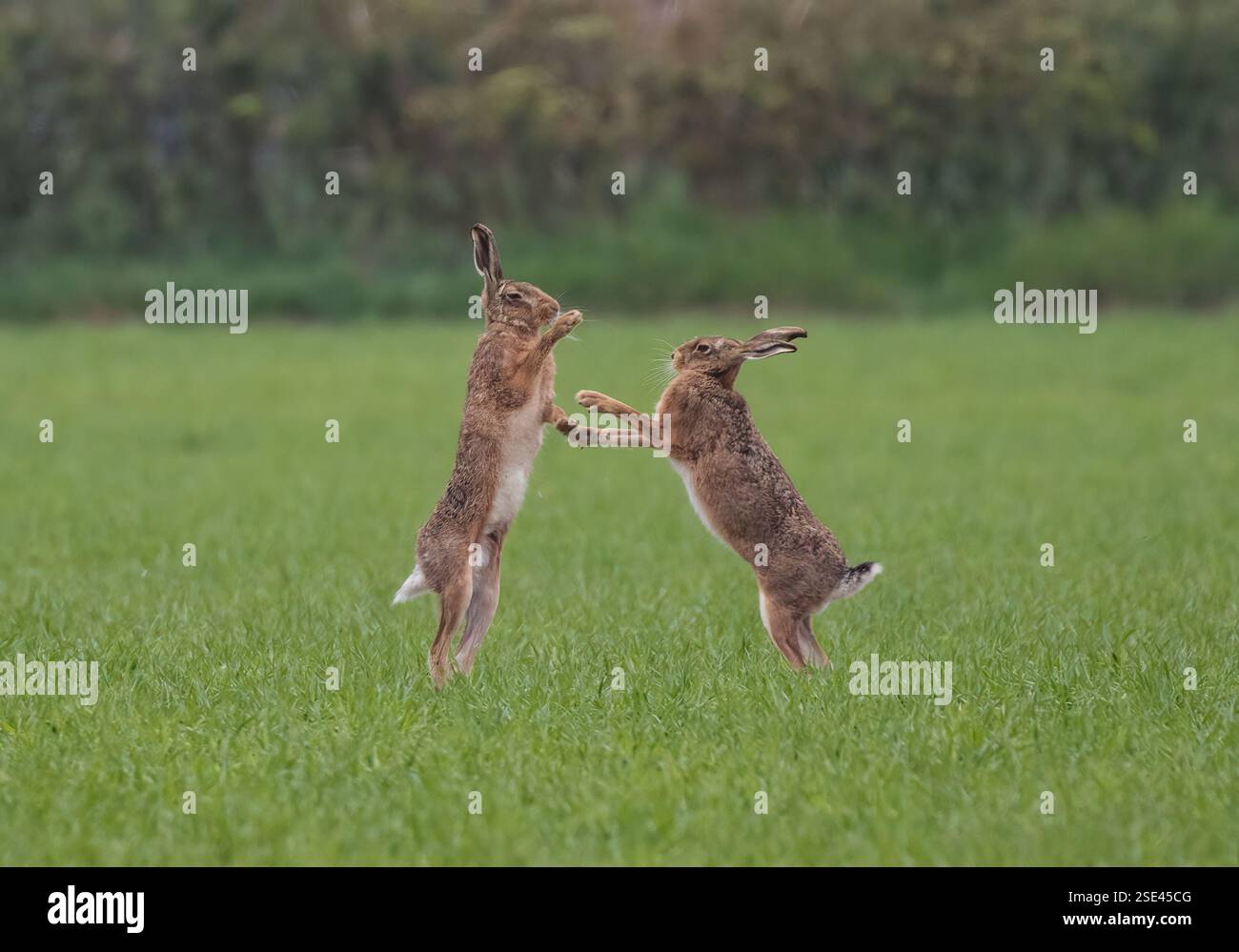 Mad March Hares. A pair of Classic Boxing Hares,. Male & Female having ...
