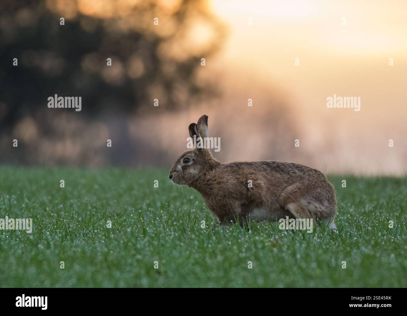 A wise old Brown Hare (Lepus europaeus ) sitting in the dew in the ...