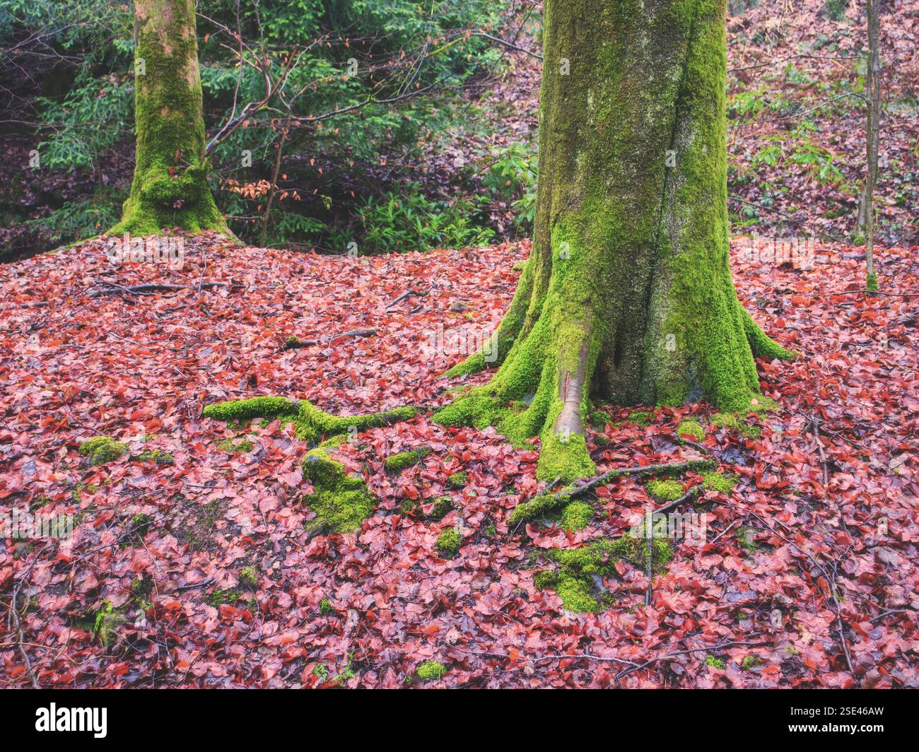 Micro landscape growth on hi-res stock photography and images - Alamy
