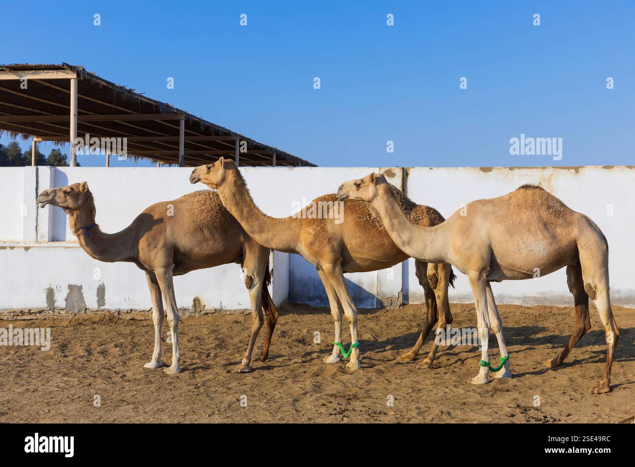Food in bahrain hi-res stock photography and images - Alamy