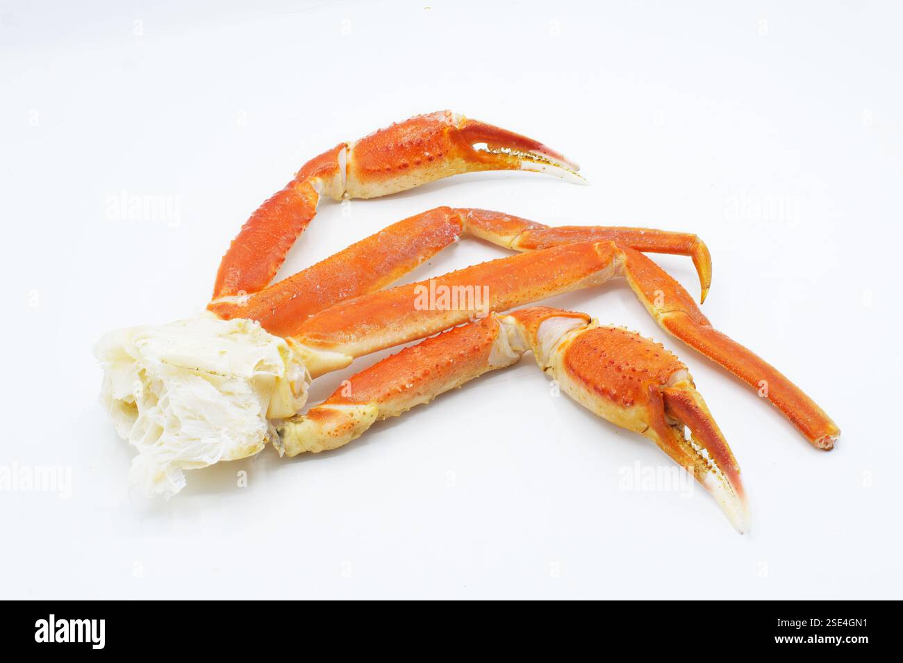 Alaskan snow crab - Chionoecetes opilio - also known as opilio crab or ...