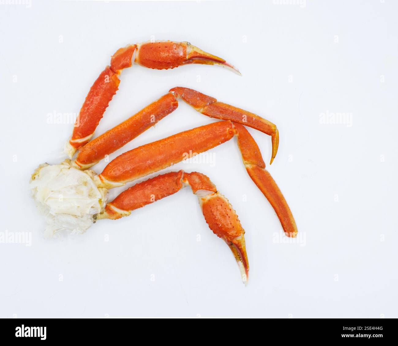 Alaskan snow crab - Chionoecetes opilio - also known as opilio crab or ...