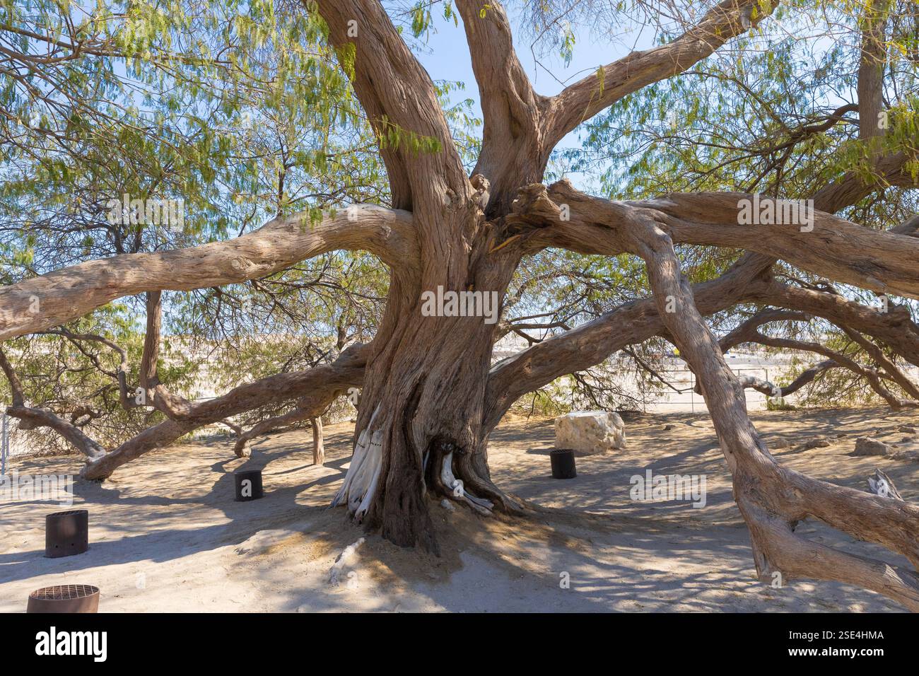 The Tree of Life (approx. from 1582) in the middle of the Arabian ...
