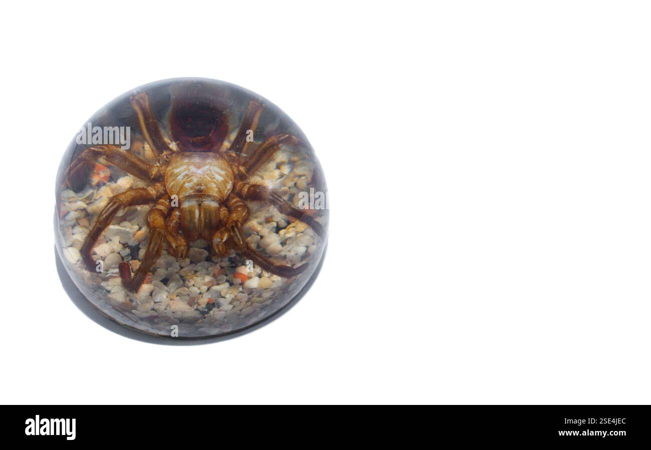 Large tarantula spider cast inside round dome shaped epoxy resin. Used ...