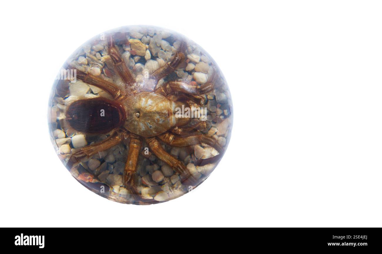 Large tarantula spider cast inside round dome shaped epoxy resin. Used ...