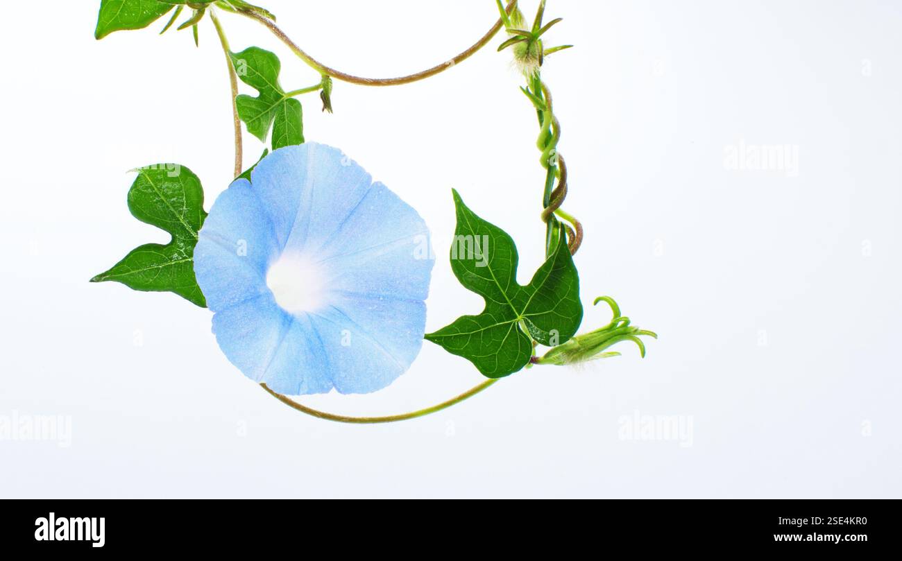 Ipomoea hederacea - ivy leaved morning glory or Kaladana is a flowering ...