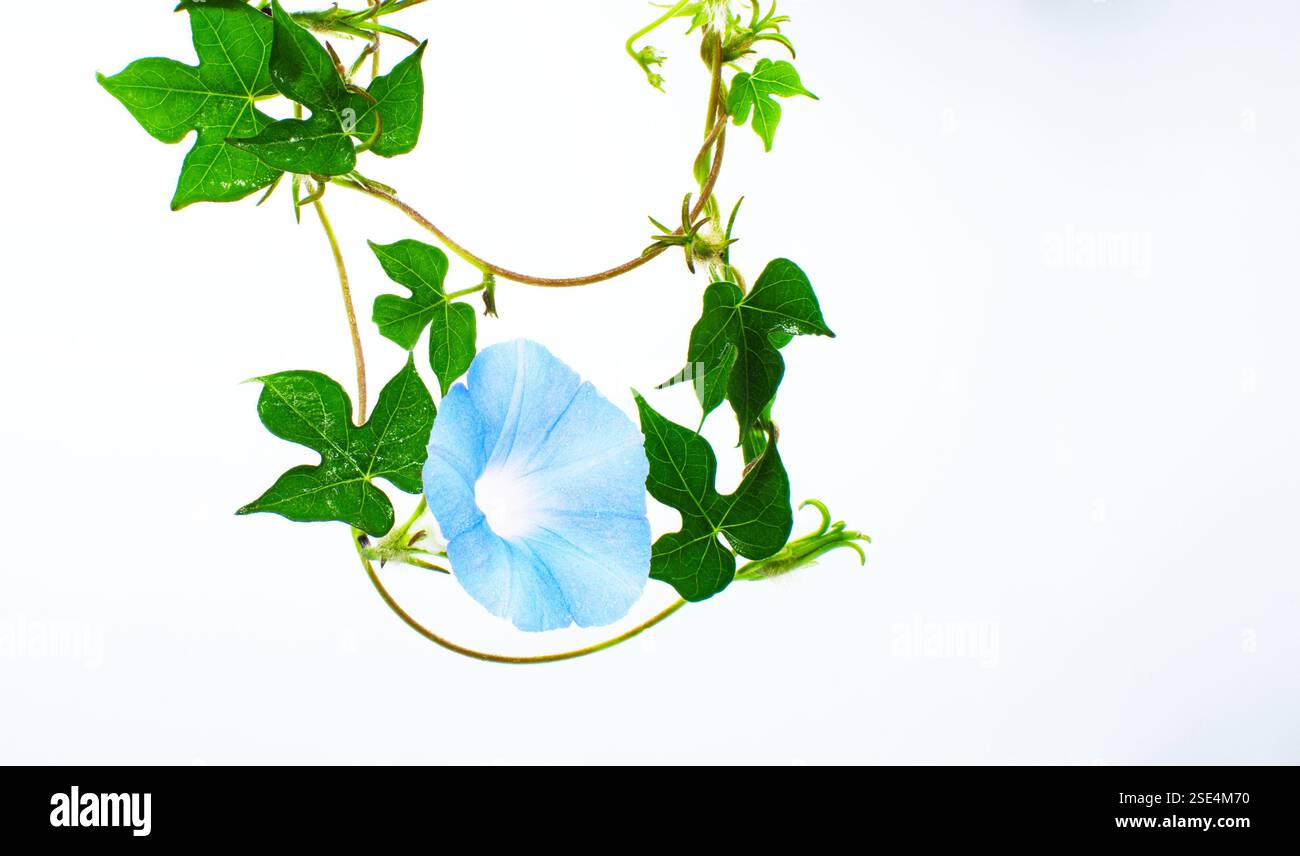 Ipomoea hederacea - ivy leaved morning glory or Kaladana is a flowering ...