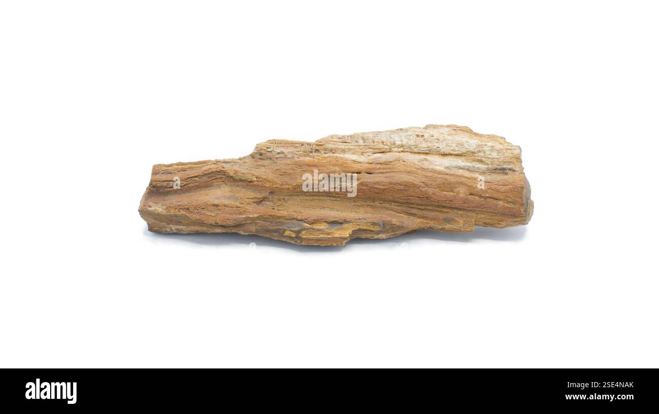 petrified or fossilized wood remains of terrestrial vegetation ...