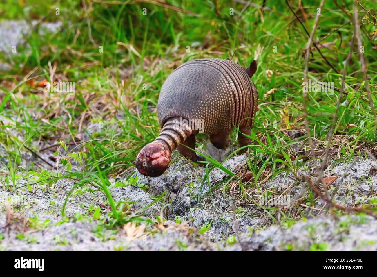 Lepraenative hi-res stock photography and images - Alamy