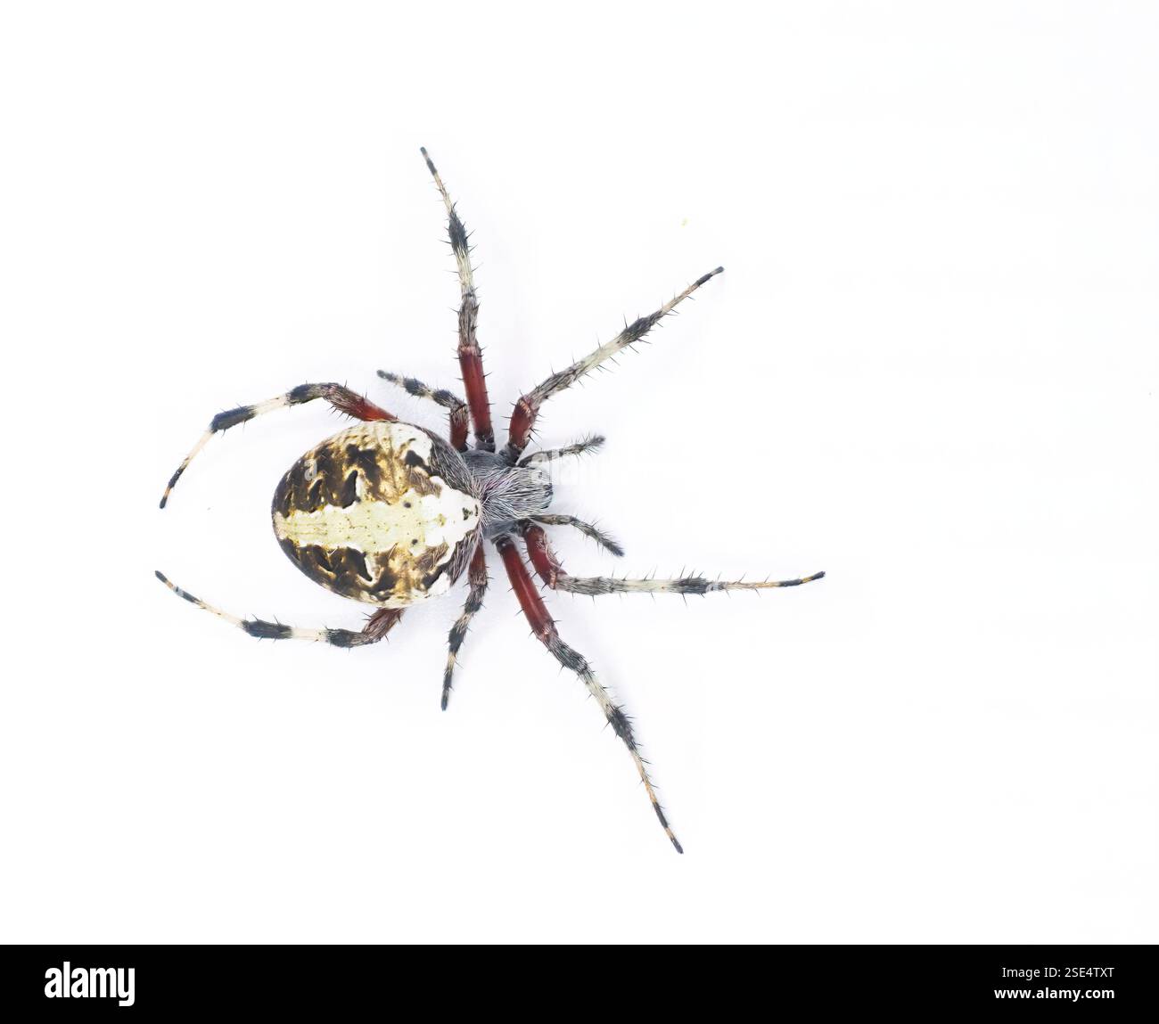 Gravid Female adult red femured spotted orbweaver spider - Neoscona ...
