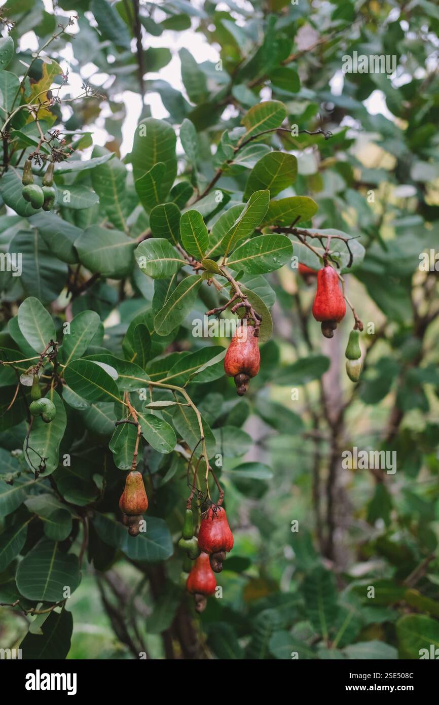 Close-up ripe red cashew apple with a nut attached hangs from a tree ...