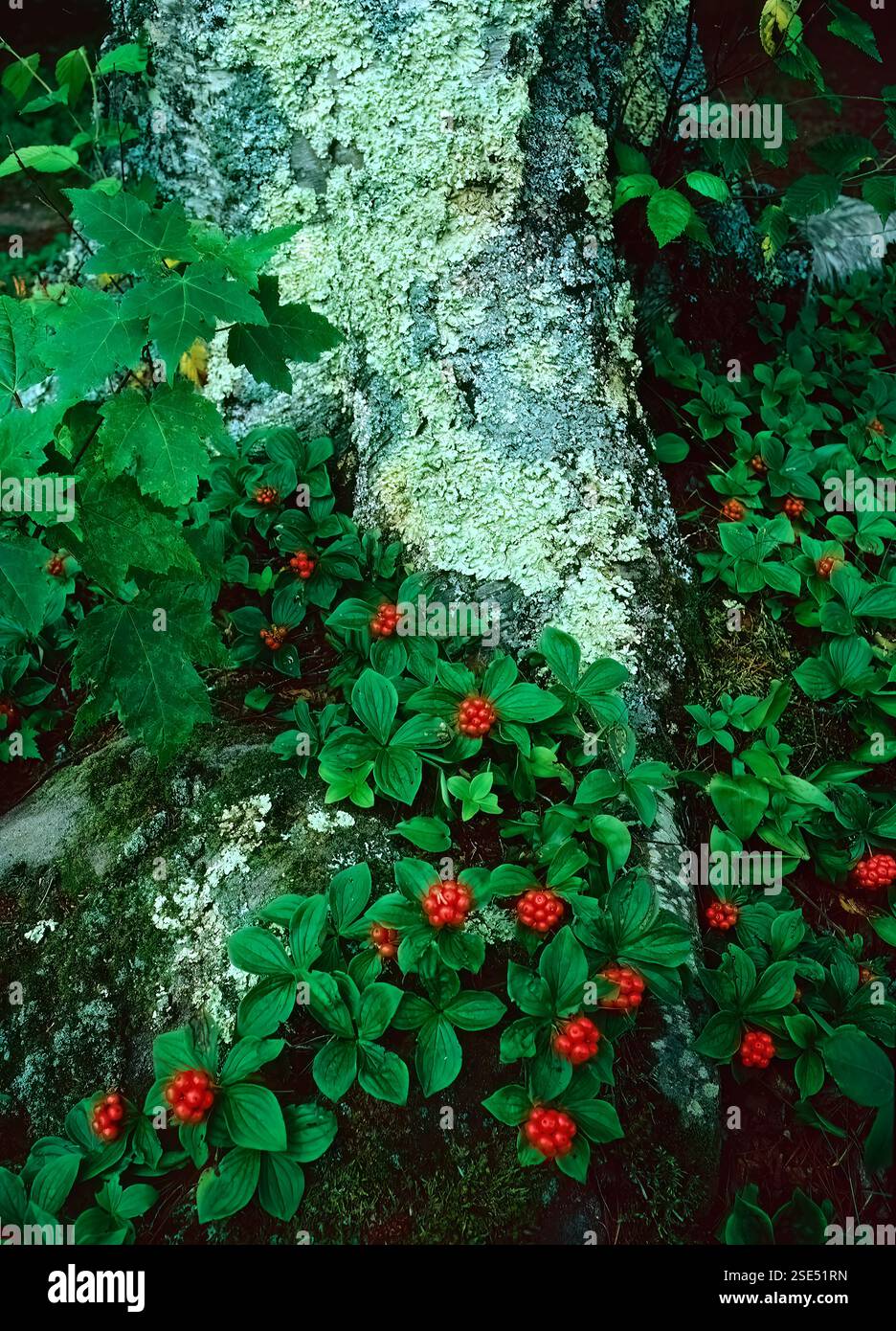 Lichen grows on the trunk of a Maple tree that is surrounded by ...