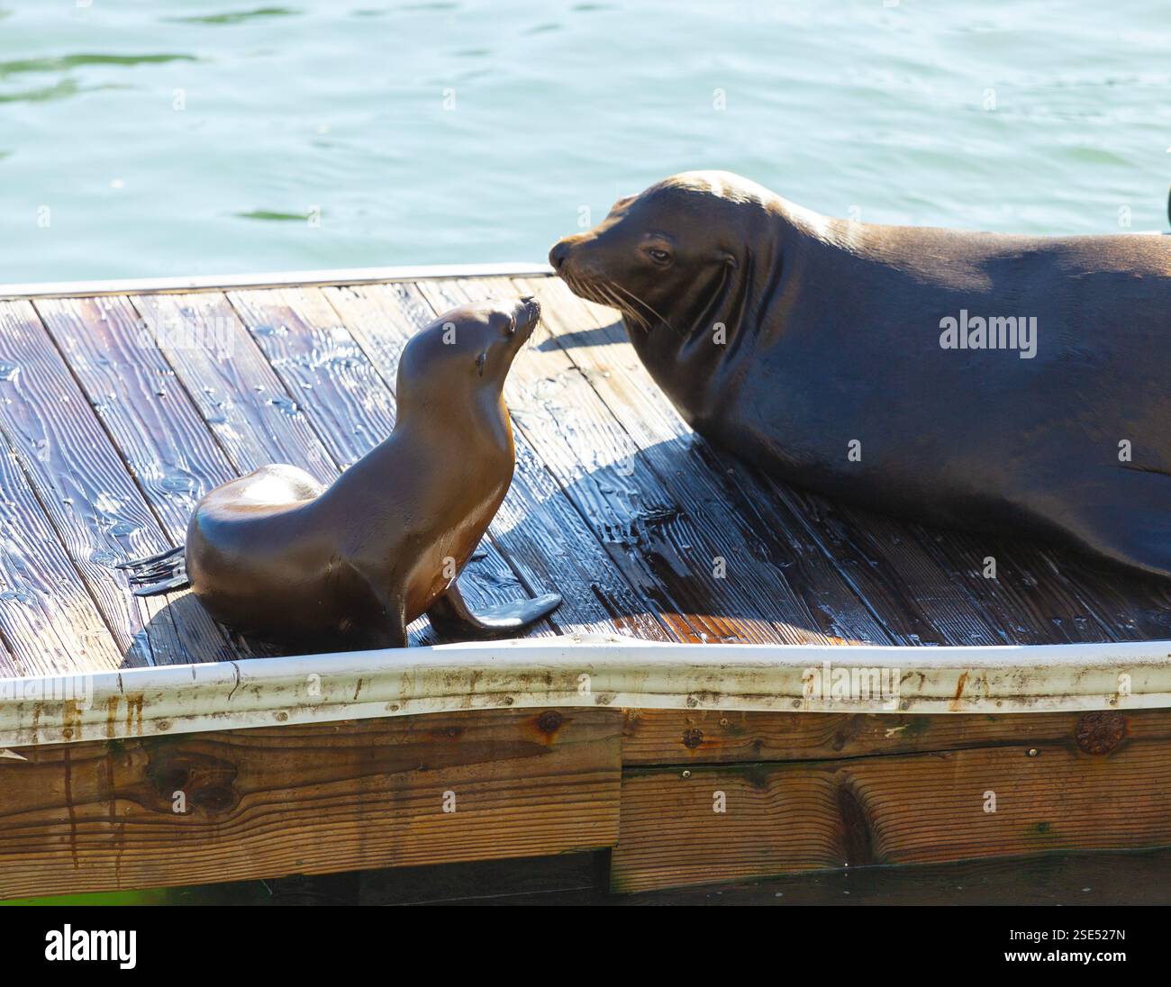 Group harbor seals swimming hi-res stock photography and images - Alamy