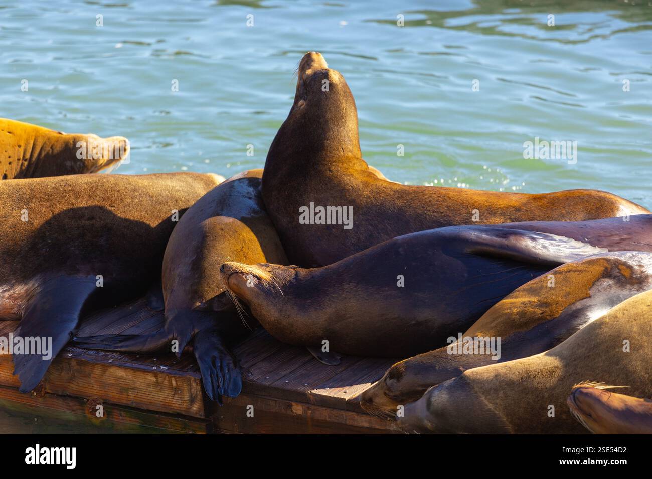 Seals in the sea bay at Pier 39 in San Francisco Stock Photo - Alamy