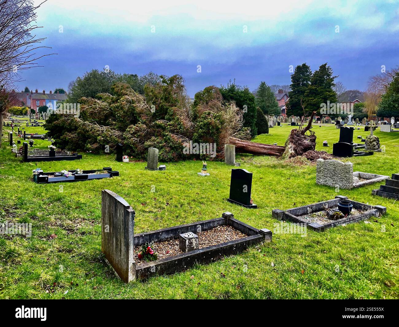 Storm damaged tree fallen over in graveyard UK Stock Photo - Alamy