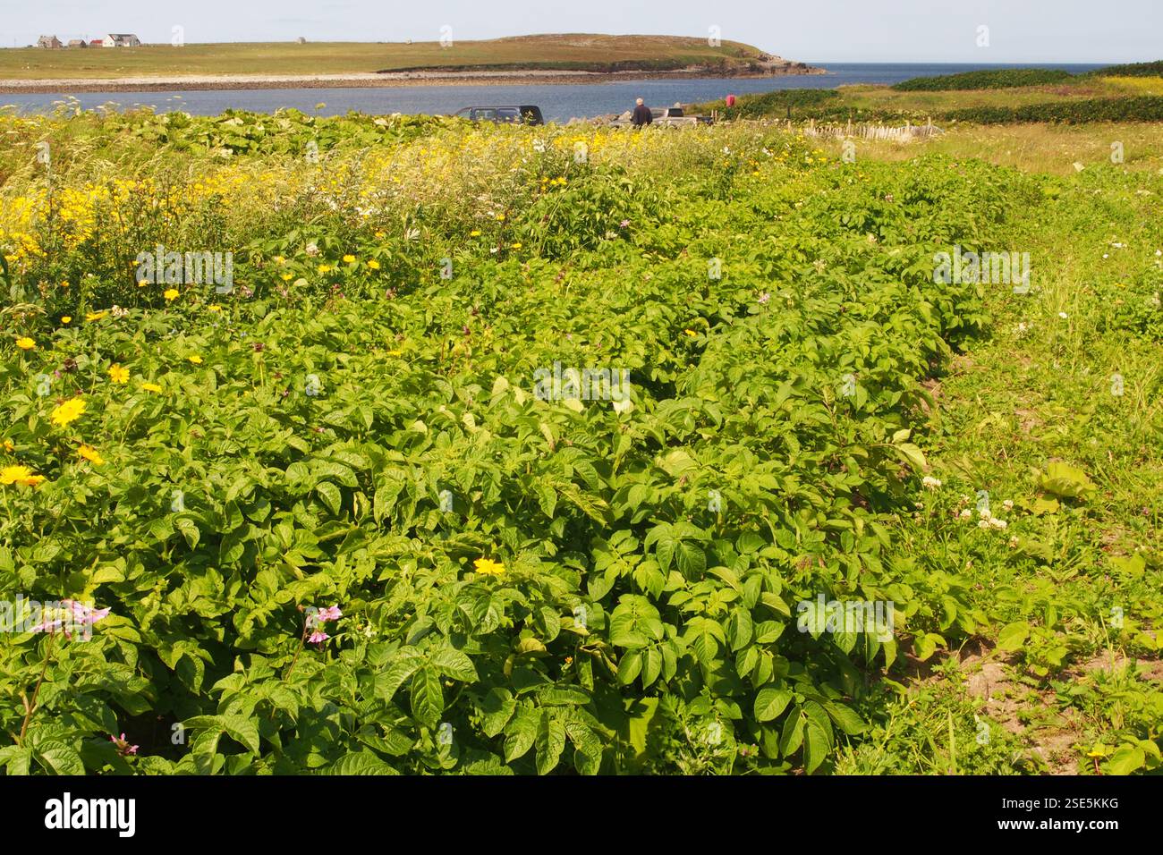 Croft plots hi-res stock photography and images - Alamy